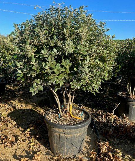 Quercus ilex | Botanicalgroup
